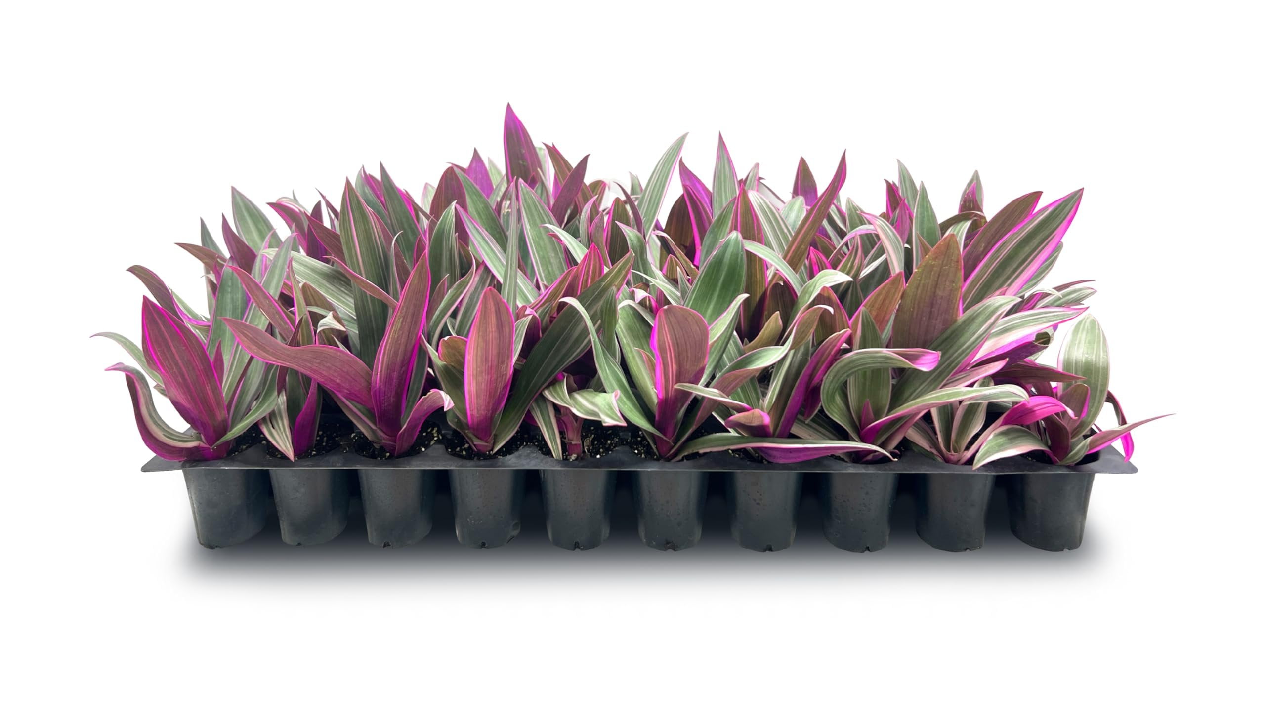 Tri Color Dwarf Oyster Plant 20 Live Plants Tradescantia Spathacea ...