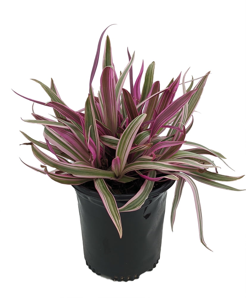 Tri-Color Moses in the Cradle Plant -Rhoeo spathacea tricolor- 6" Pot ...