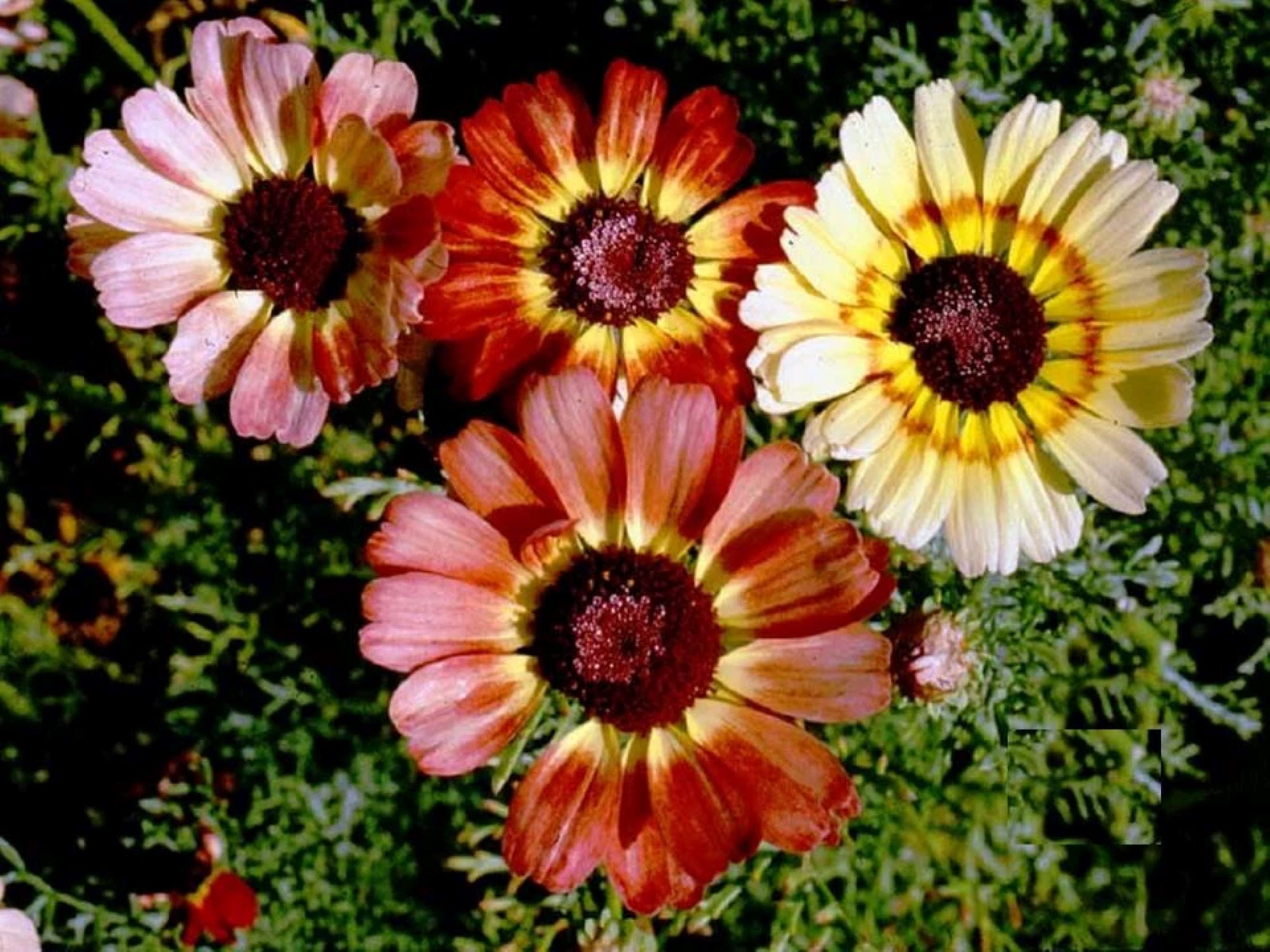 Tri-Color Painted Daisy Seeds/ Perennial/ Full Sun/ 2800 Seeds 1/4 oz ...