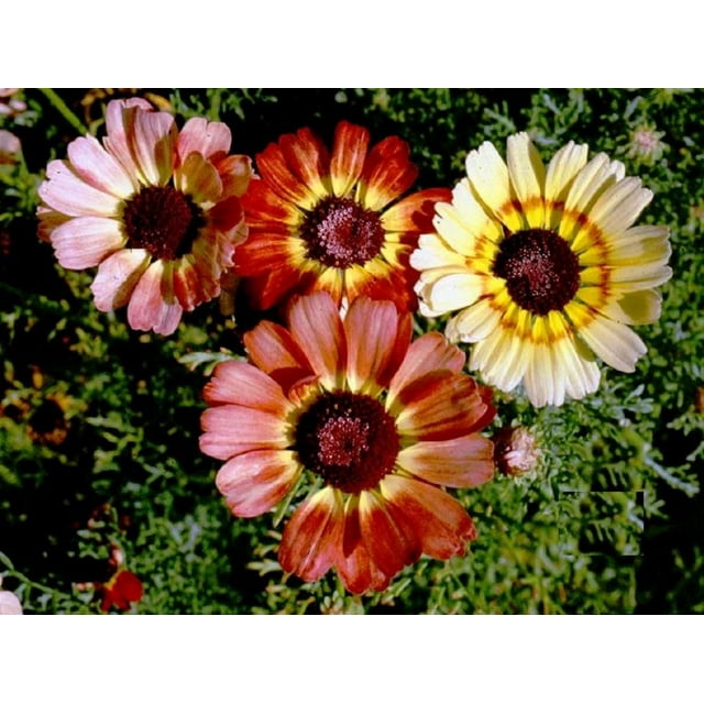 Tri-Color Painted Daisy Seeds/ Perennial/ Full Sun/ 2800 Seeds 1/4 oz ...