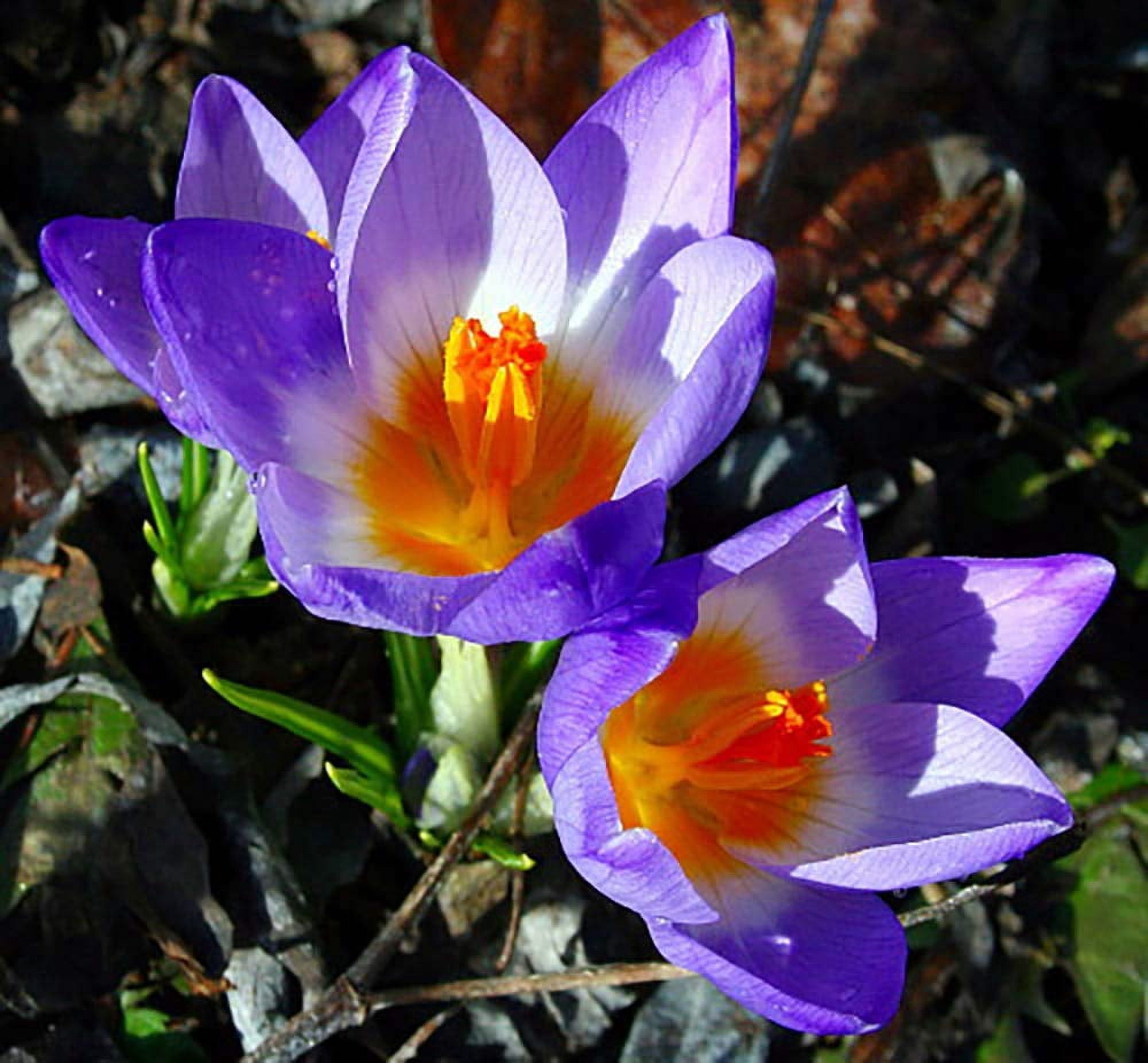 'Tri-Color' Snow Crocus 20 Bulbs - Very Hardy! - 5/+ cm Bulbs - Walmart.com
