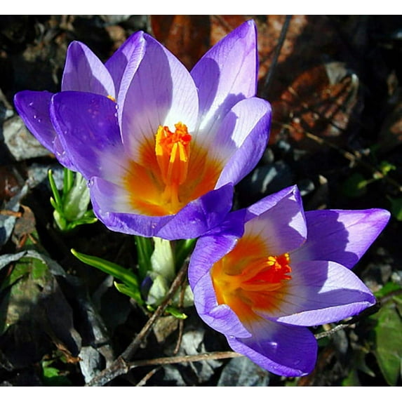 'Tri-Color' Snow Crocus 20 Bulbs - Very Hardy! - 5/+ cm Bulbs - Walmart.com