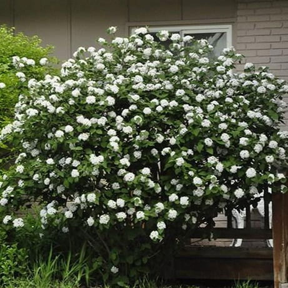 TriStar Plant's-Snowball Viburnum 'Juddii Viburnum'- 1Gallon-Full Sun ...