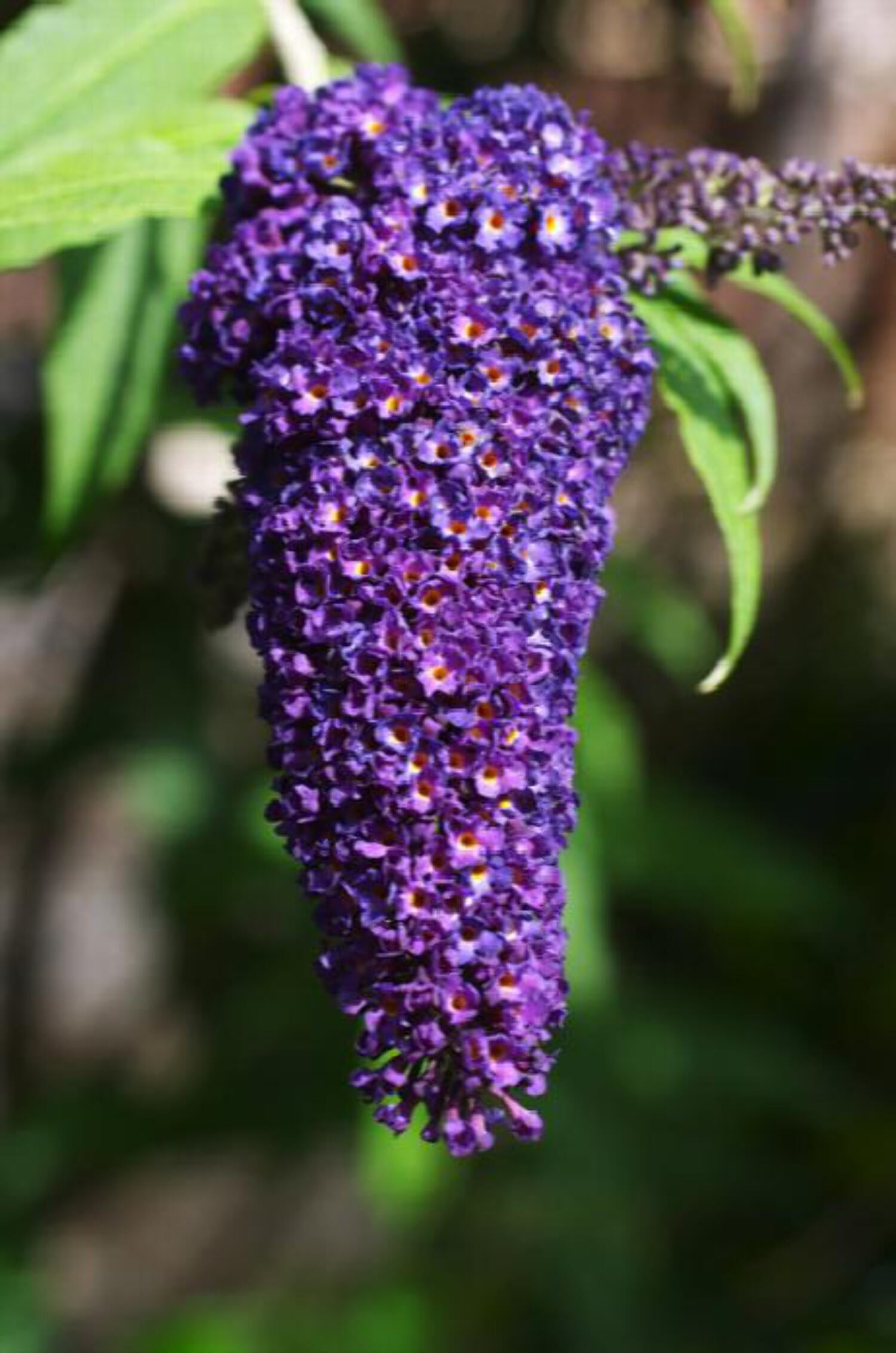 TriStar Plants - Butterfly Bush 'Black Knight' - 1 Gallon Trade Pot ...