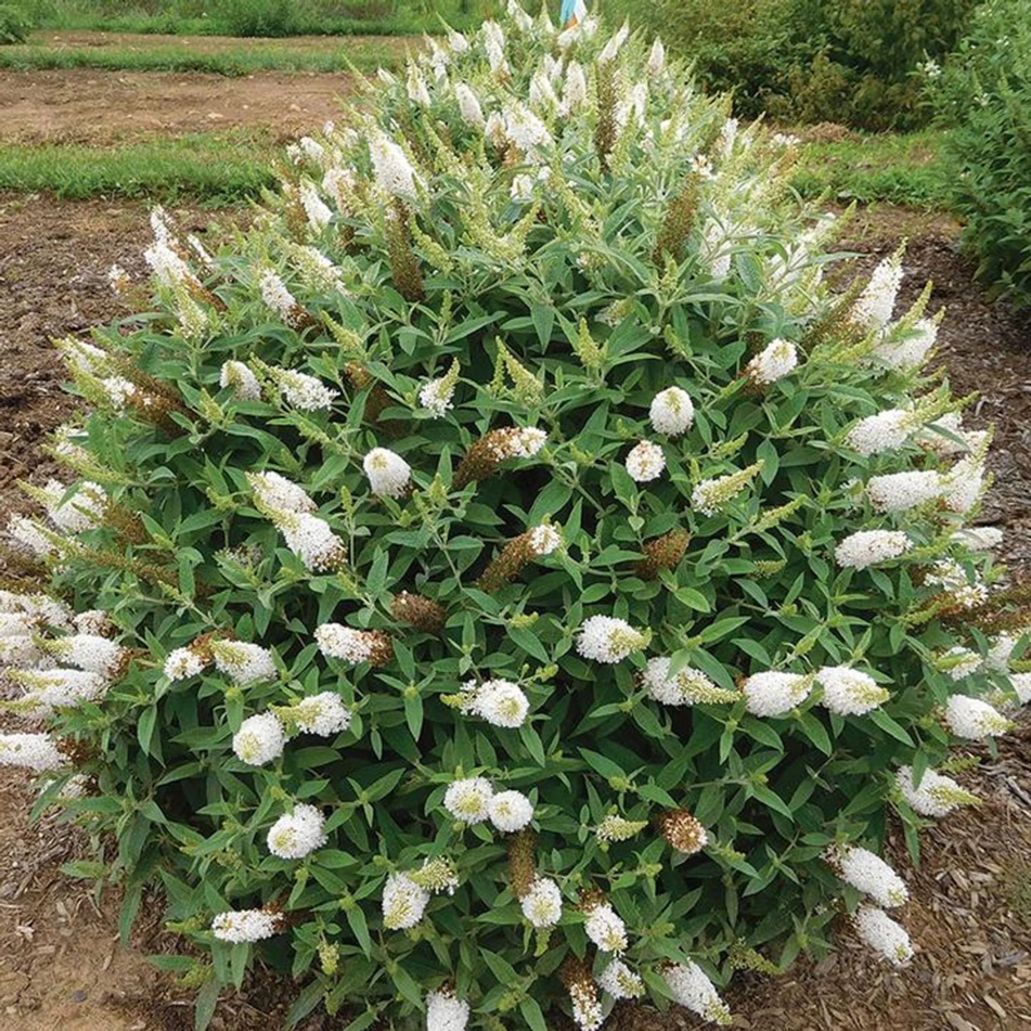 TriStar Outdoor Plants - Butterfly Bush 'White Profusion' - 1 Gallon ...
