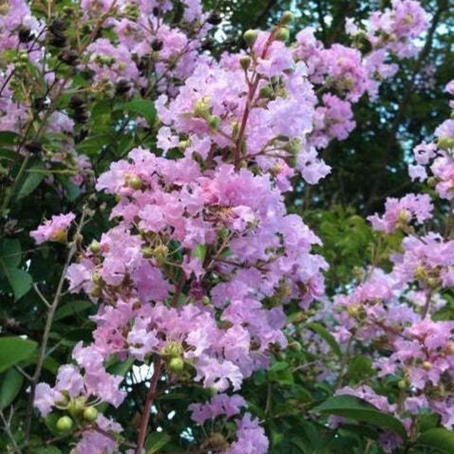 TriStar Plants - Crape Myrtle 'Muskogee' - Crape Myrtle Tree - 1 Gallon ...