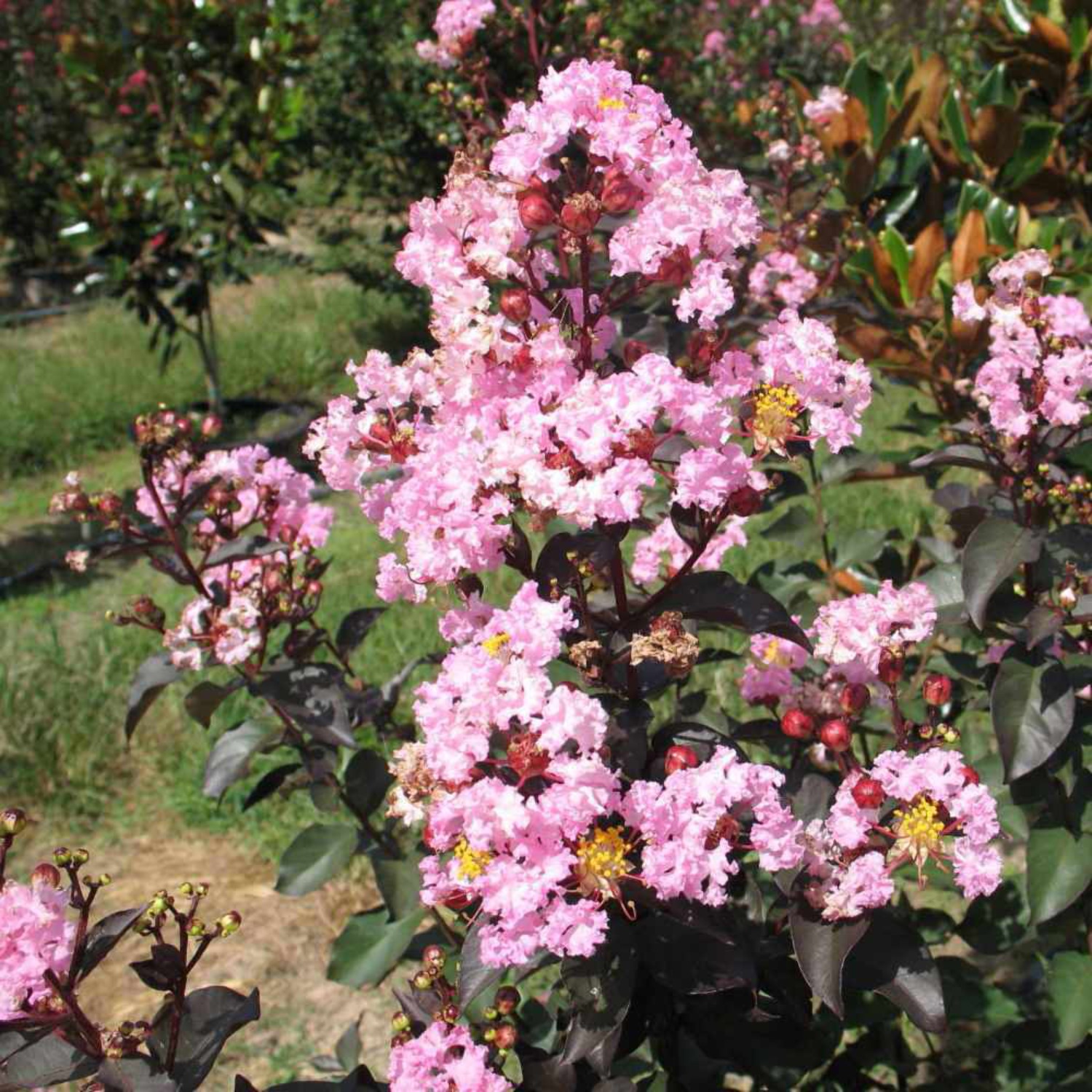 Simpson Nurseries 18" Tuscarora Pink Crape Myrtle Live Plant - Walmart.com