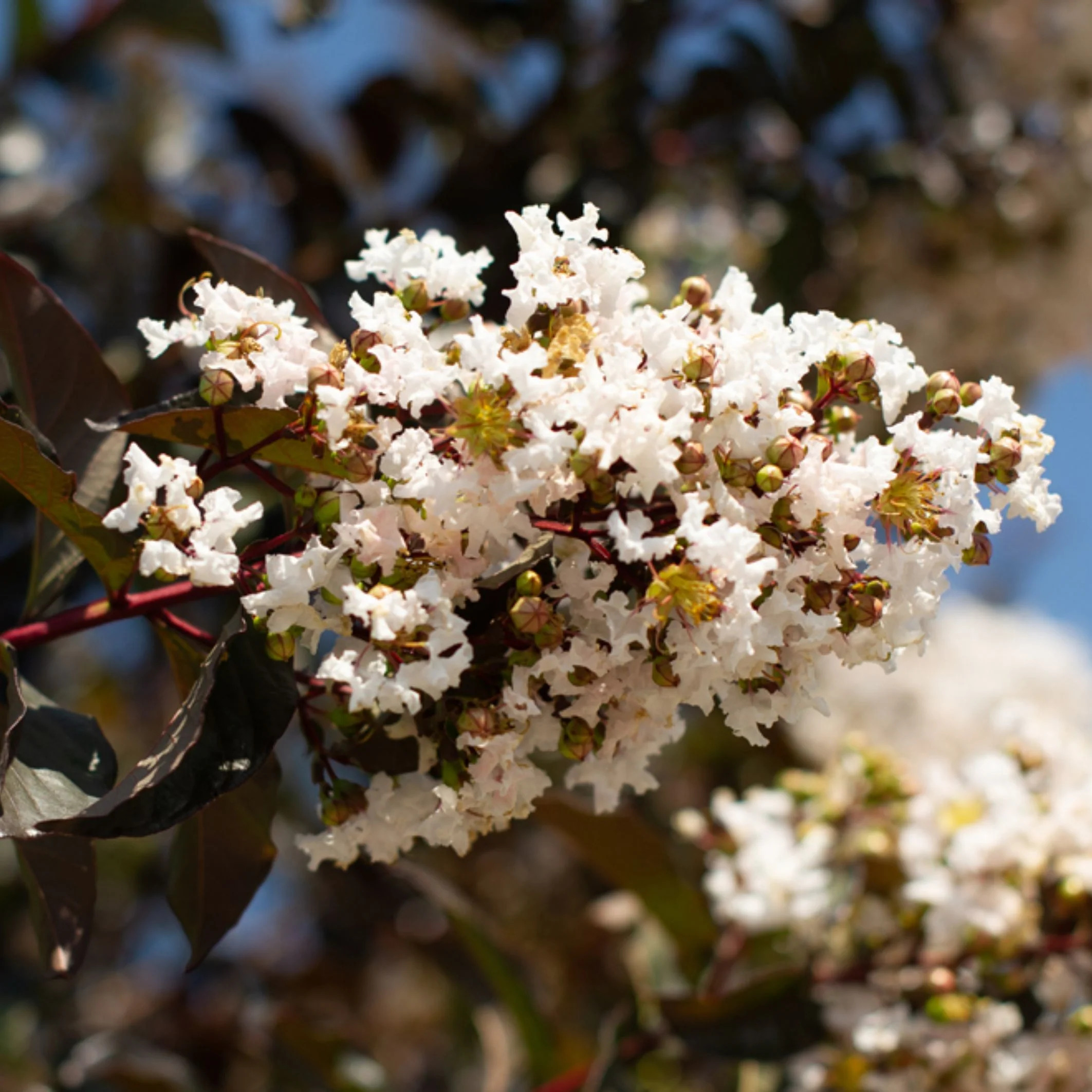 TriStar Plants - Crape Myrtle 'White Lightning' - 1Gallon Pot, Live ...