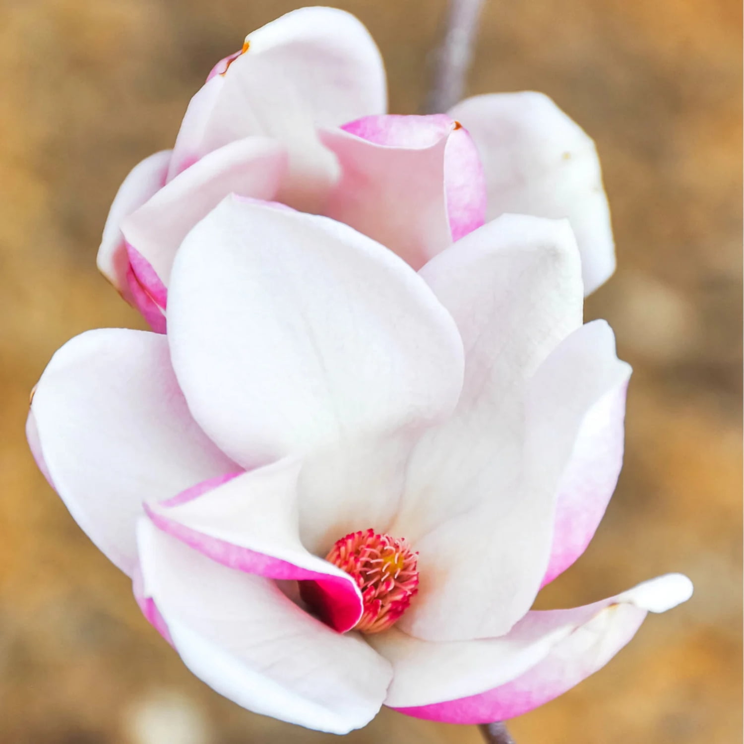 TriStar Plants - Magnolia 'Saucer' - Magnolia Saucer Blooms, Blooming ...