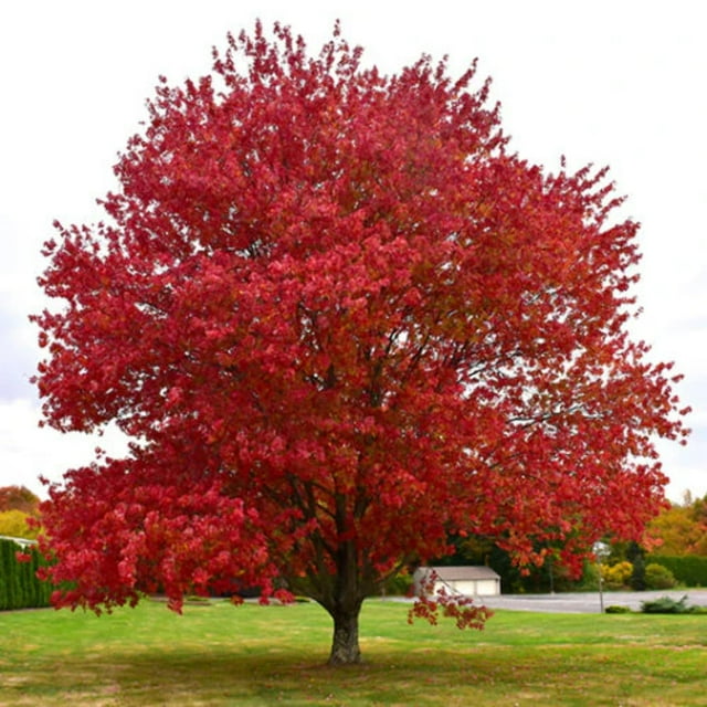 TriStar Plants - 'Native Red' Outdoor Maple Tree, Acer Rubrum in 1 ...