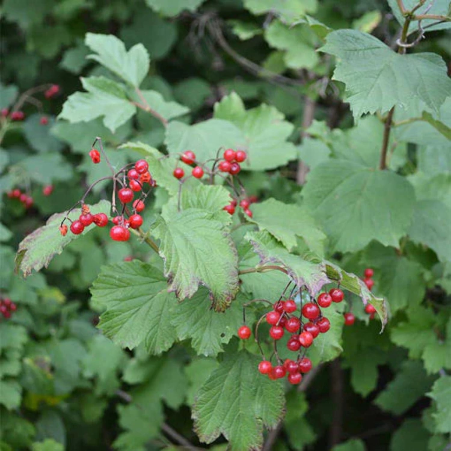 TriStar Plants - Outdoor Full Sun Blooming American Cranberrybush ...