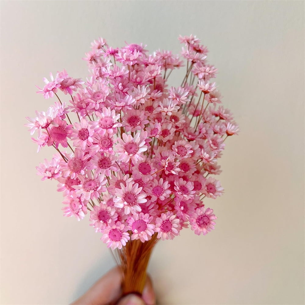 Triani 100Pcs Natural Dry Flowers Small Star Daisy Dried Flowers ...