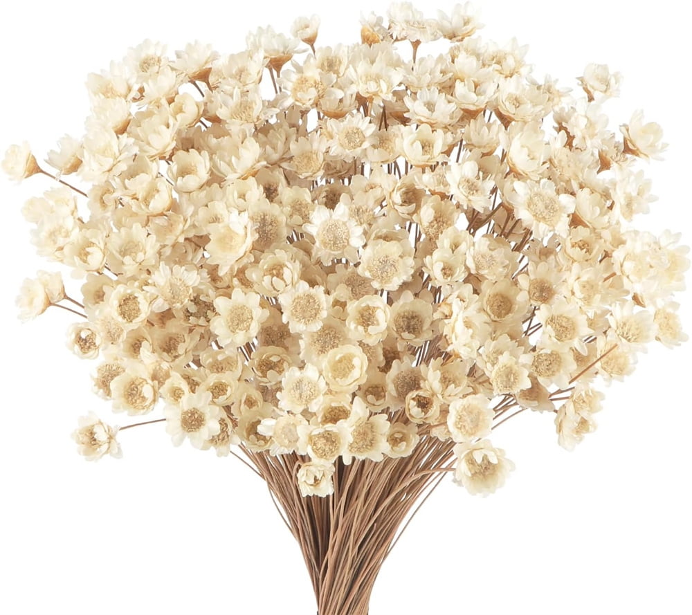 Triani 100Pcs White Natural Dry Flowers Small Star Daisy Dried Flowers ...