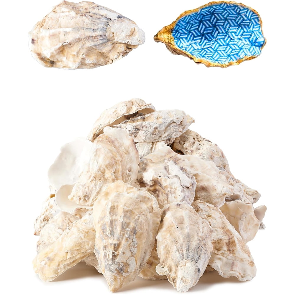 Triani 12Pcs Oyster Shells for Crafts 3"-4" Concave Oyster Shells for ...