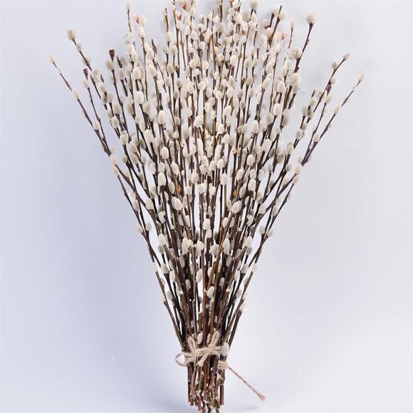 Pussy Willow Branch