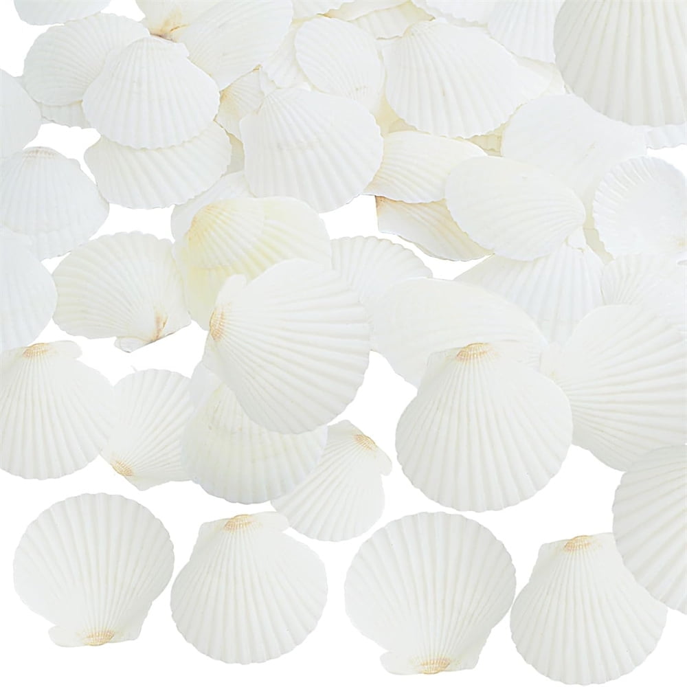 Triani 250g White Seashells Small Sea Beach Real Scallops Shells 2-3 ...