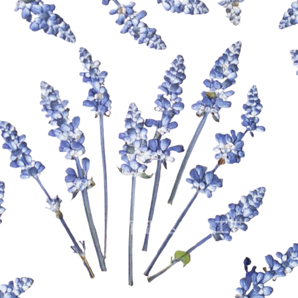 Triani 50Pcs Lavender Dried Pressed Flowers for Resin Pressed from ...