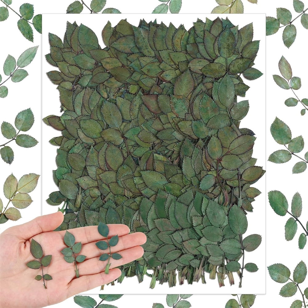 Triani 50Pcs Pressed Dried Eucalyptus Leaves 5.11 Inch Natural ...