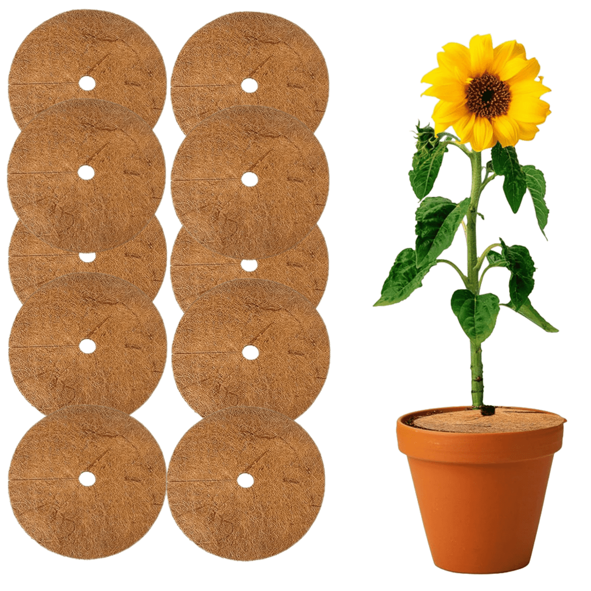 Trianu 10 Pcs Coconut Tree Mulch Ring, 7.87inch Coco Coir Fiber Tree ...