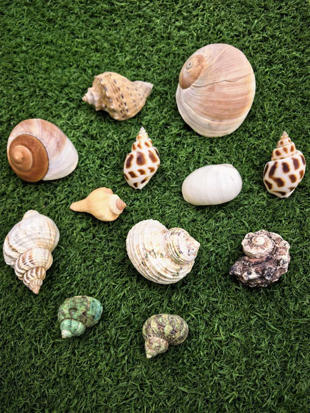 Trianu 12 Pcs Hermit Crab Shells 1.6"-3.2" Natural Sea Conch Growth ...
