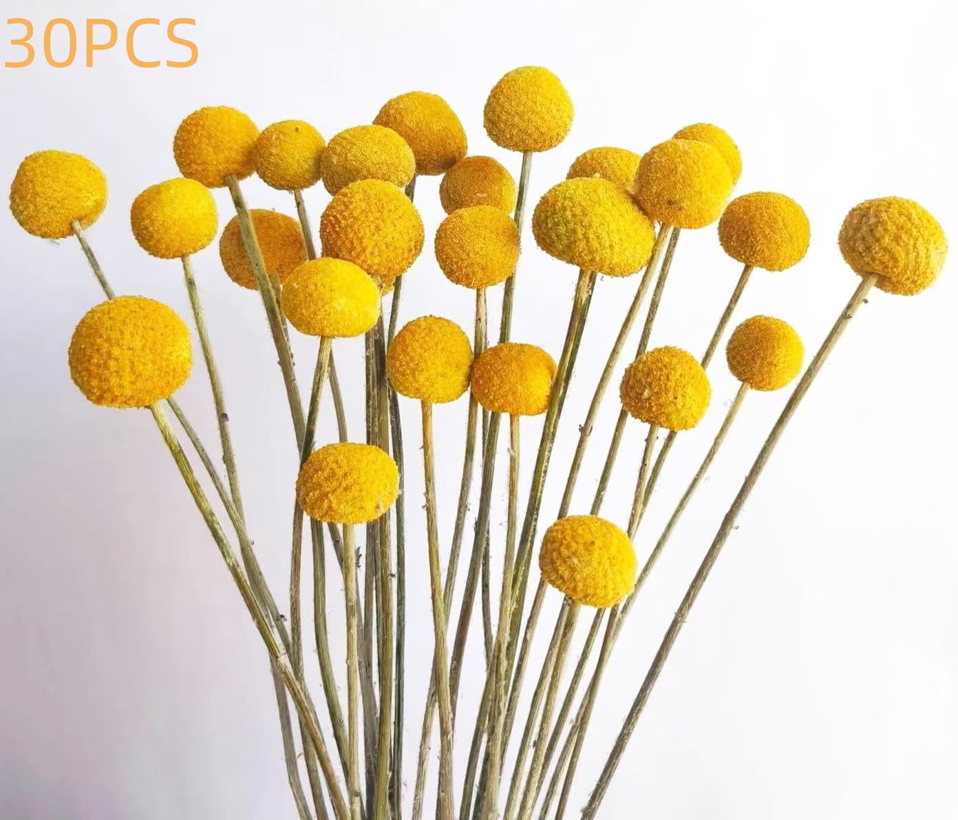 Trianu 30Pcs Natural Dried Flowers Craspedia Billy Balls Flowers 16inch ...