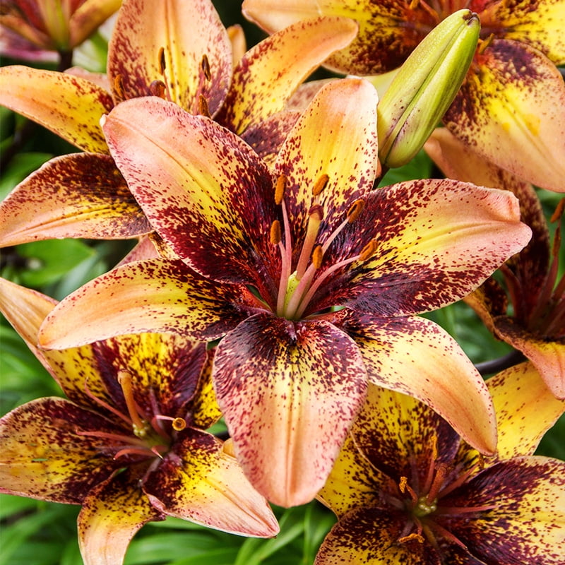 Tribal Dance Asiatic Lilies - 3 Bulbs Lily per Pack - Easy to Grow Live ...