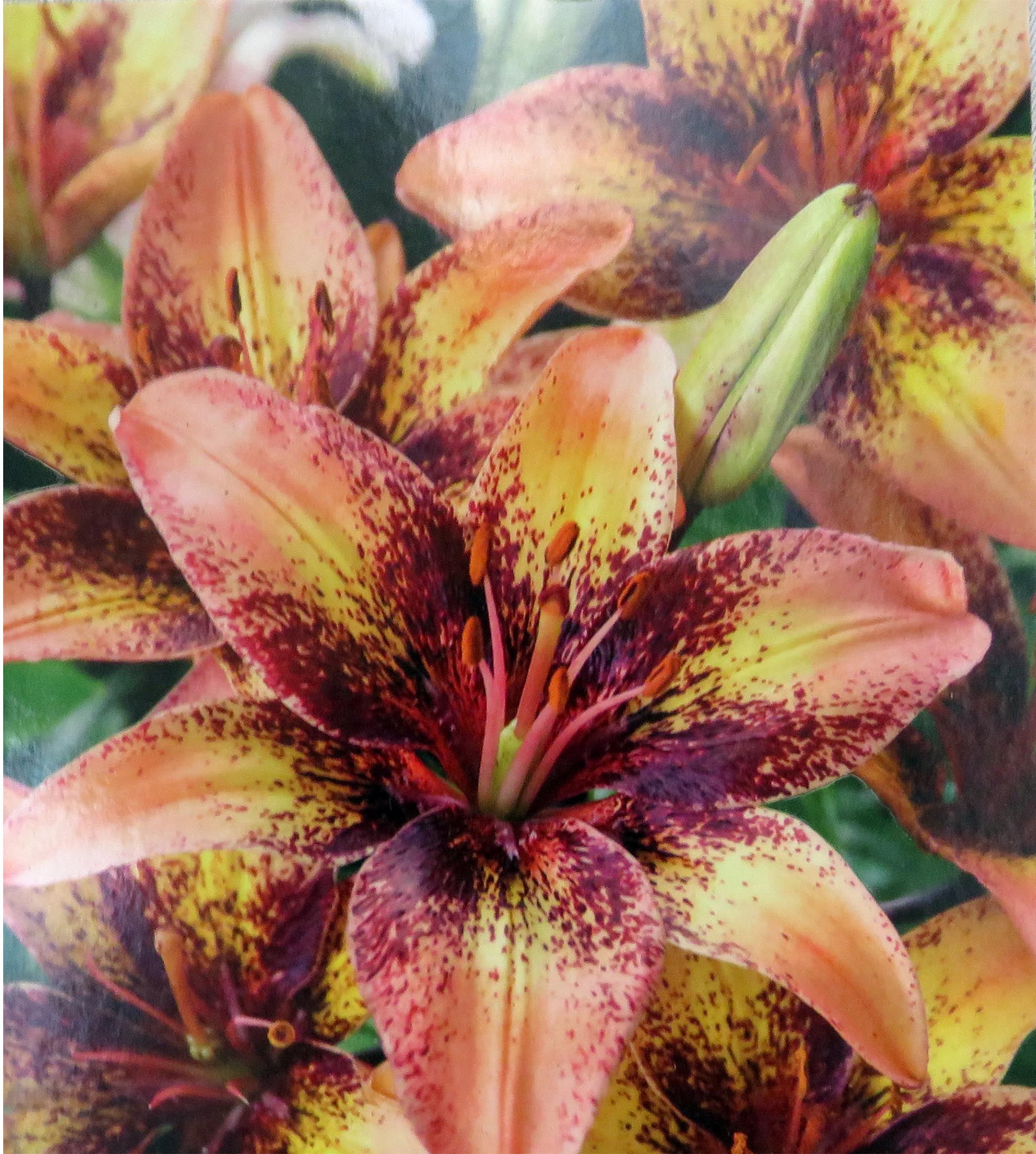Tribal Dance Lily - 3 Bulbs 14/16 cm - Yellow with Peachy tips ...