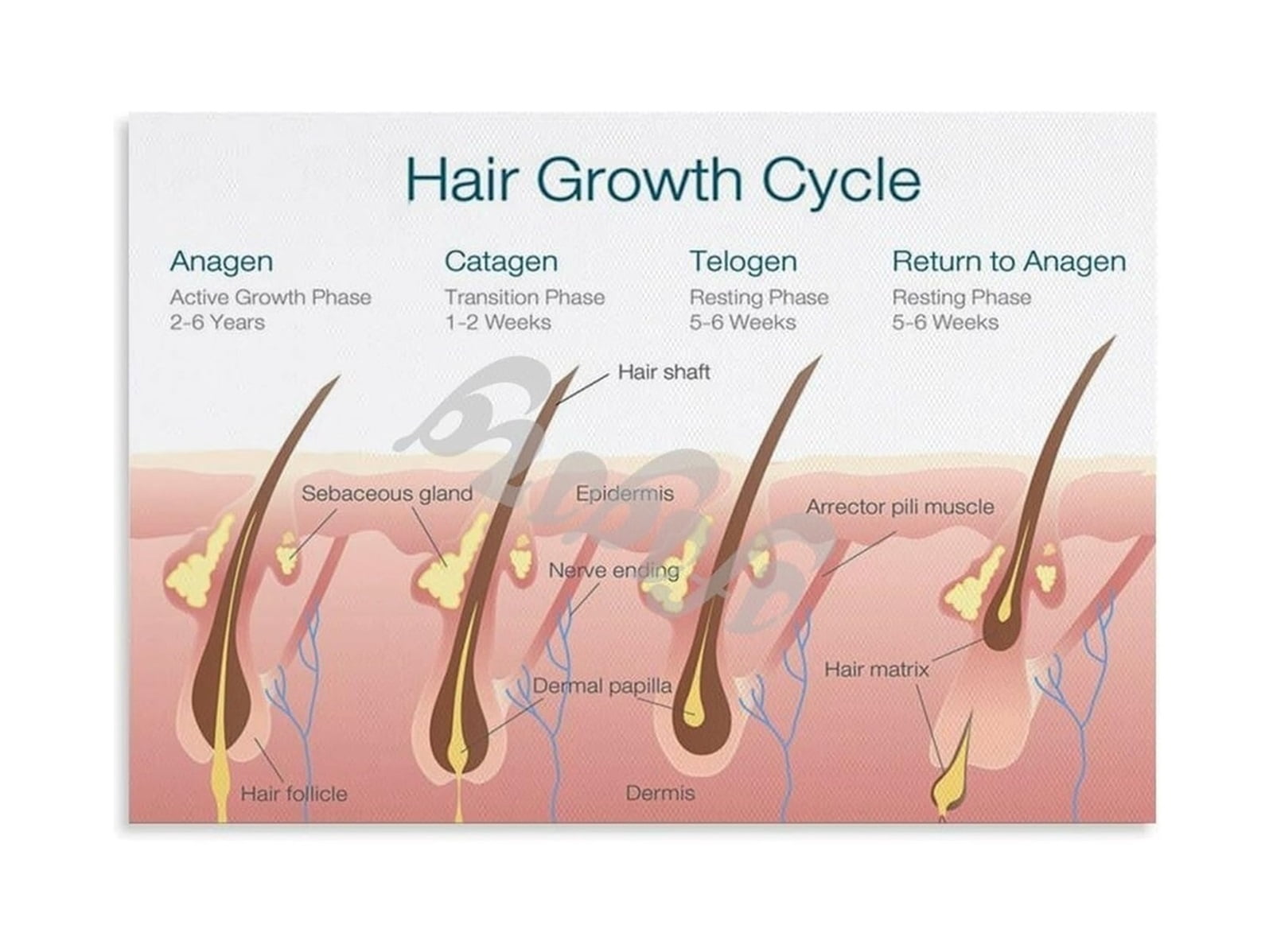 Trichology Hair Chart Poster Hair Follicle Structure Diagram Growth ...