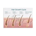 Trichology Hair Chart Poster Hair Follicle Structure Diagram Growth ...