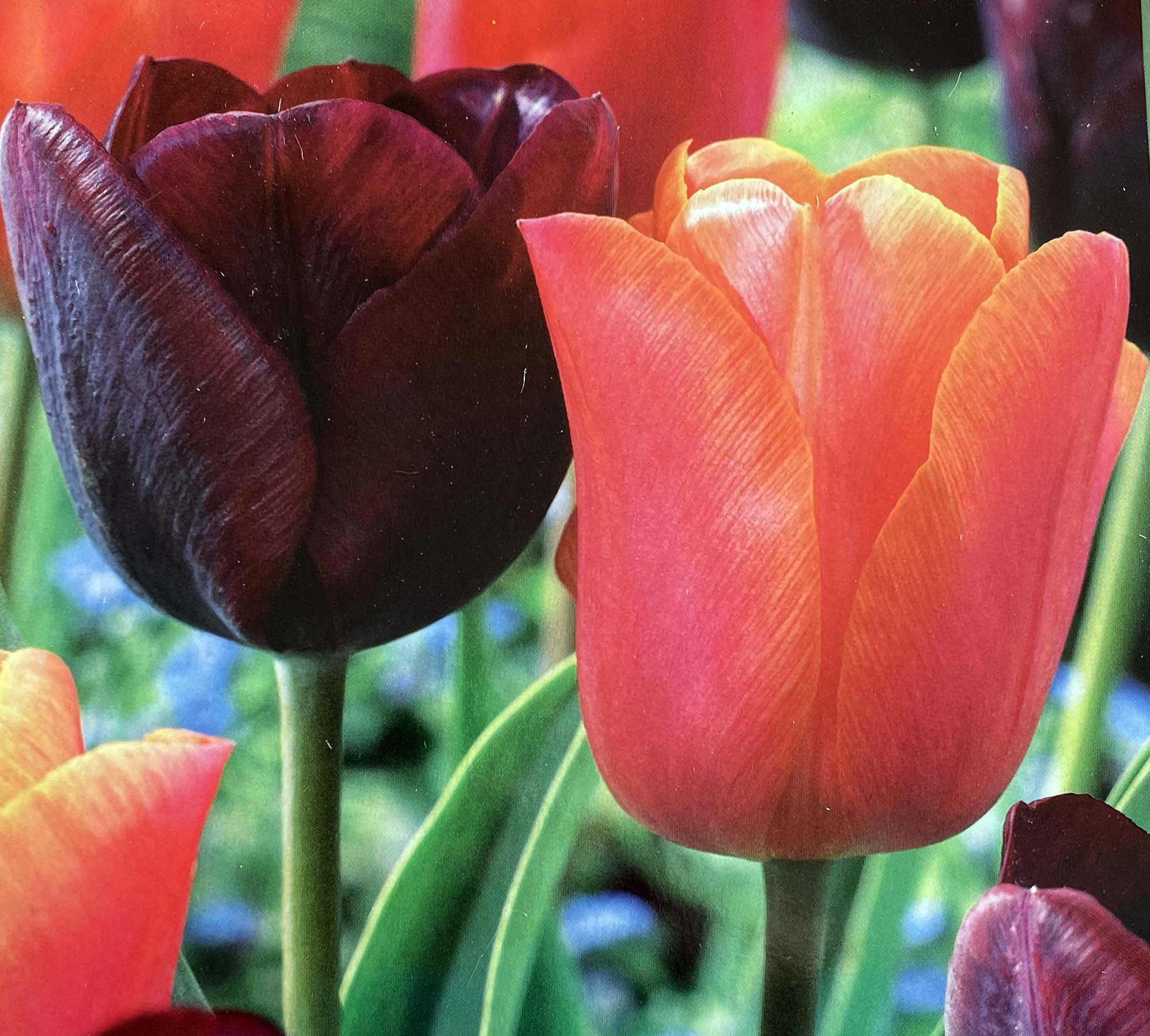 Trick or Treat Triumph Tulip Mix 12 Bulbs - Purple/Orange - 12/+ cm ...