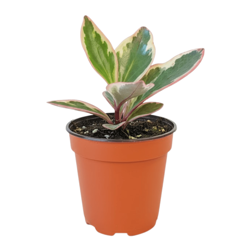 Tricolor Peperomia Plant Live, 4 - 6 Inc Tall, Peperomia Live Plant for ...