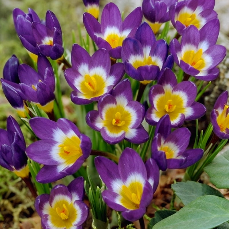 Tricolor Specie Crocus Flower Bulbs - 25 Bulbs per Pack - Attracts ...