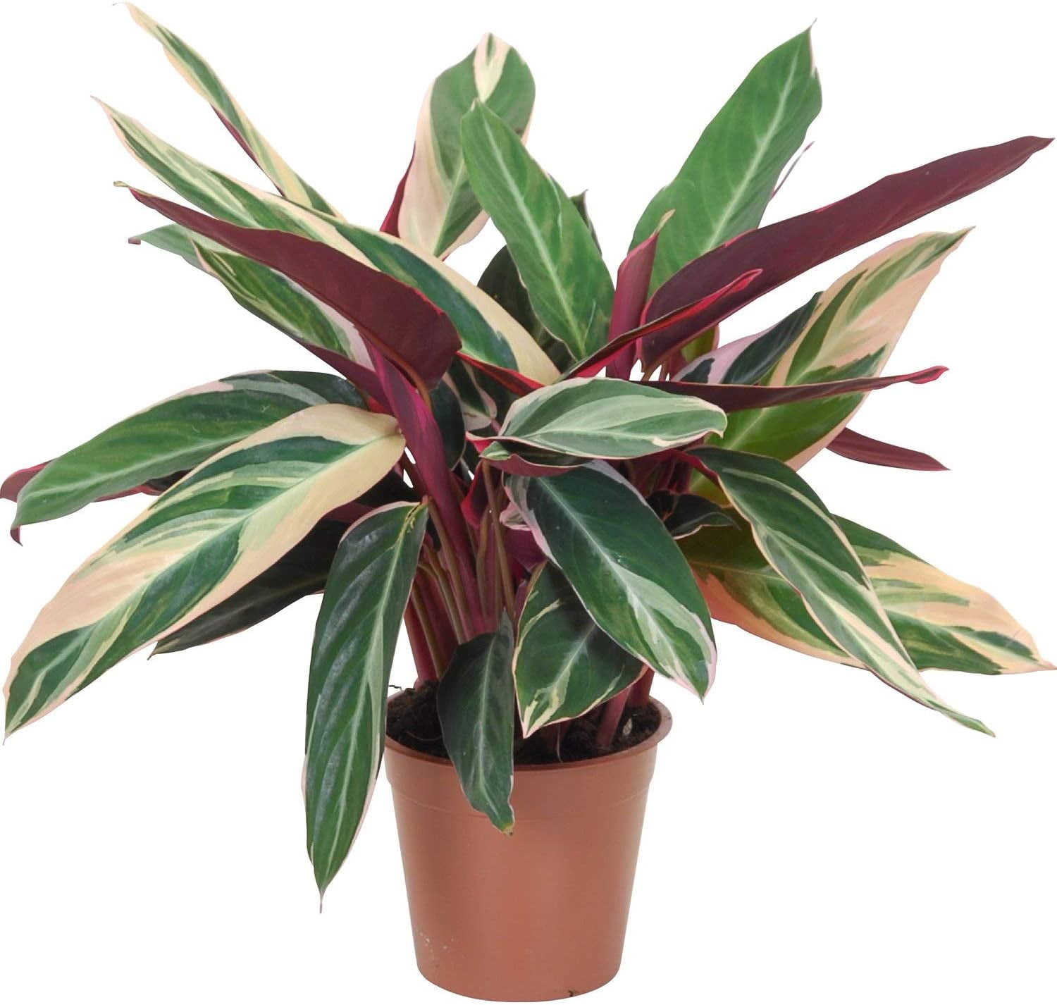 Tricolor Stromanthe Prayer Plant - 5 Live Plants in 6 Inch Pots ...