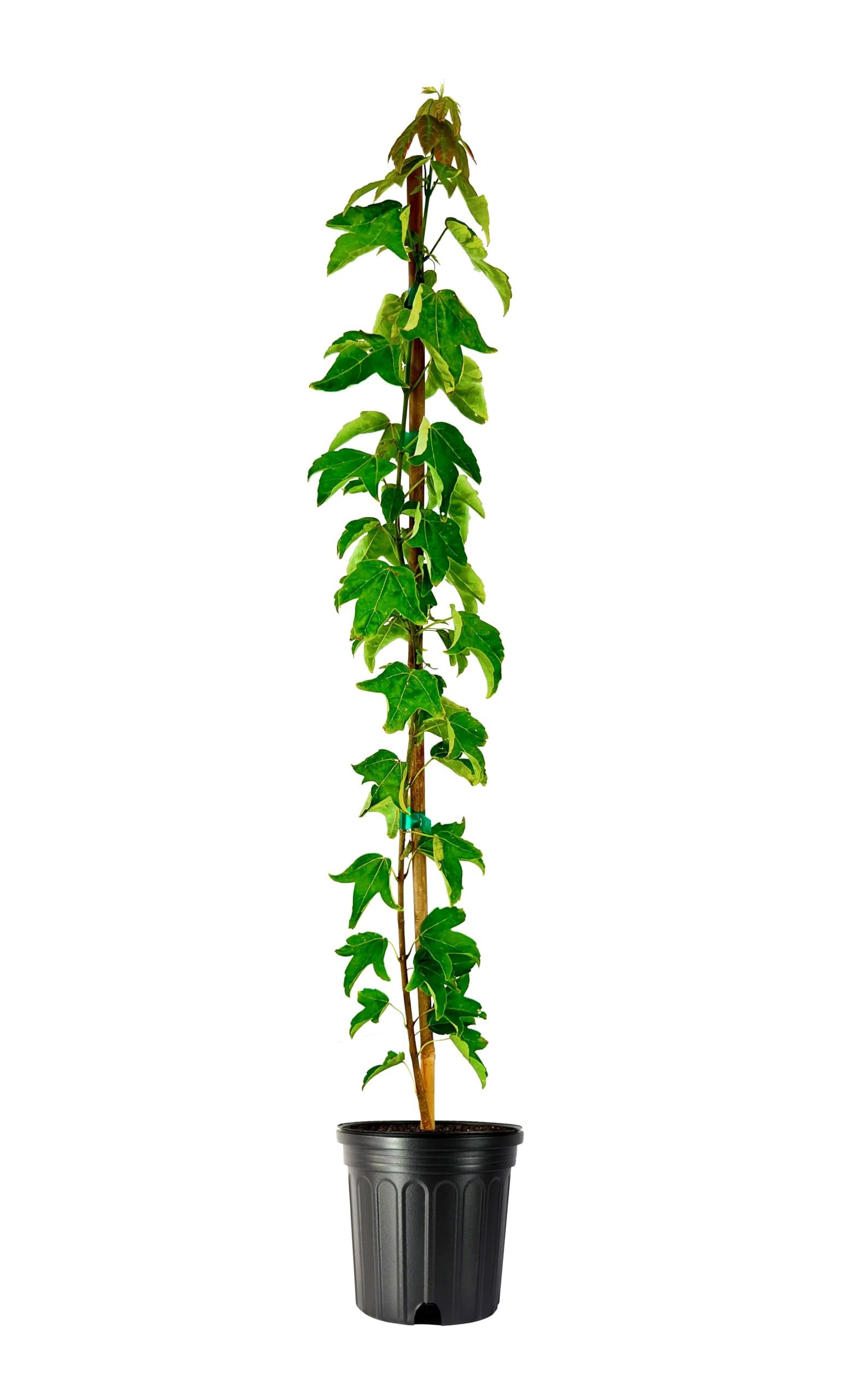 Trident Maple 2 Large Gallon Size Pots Acer Buergerianum Ornamental ...