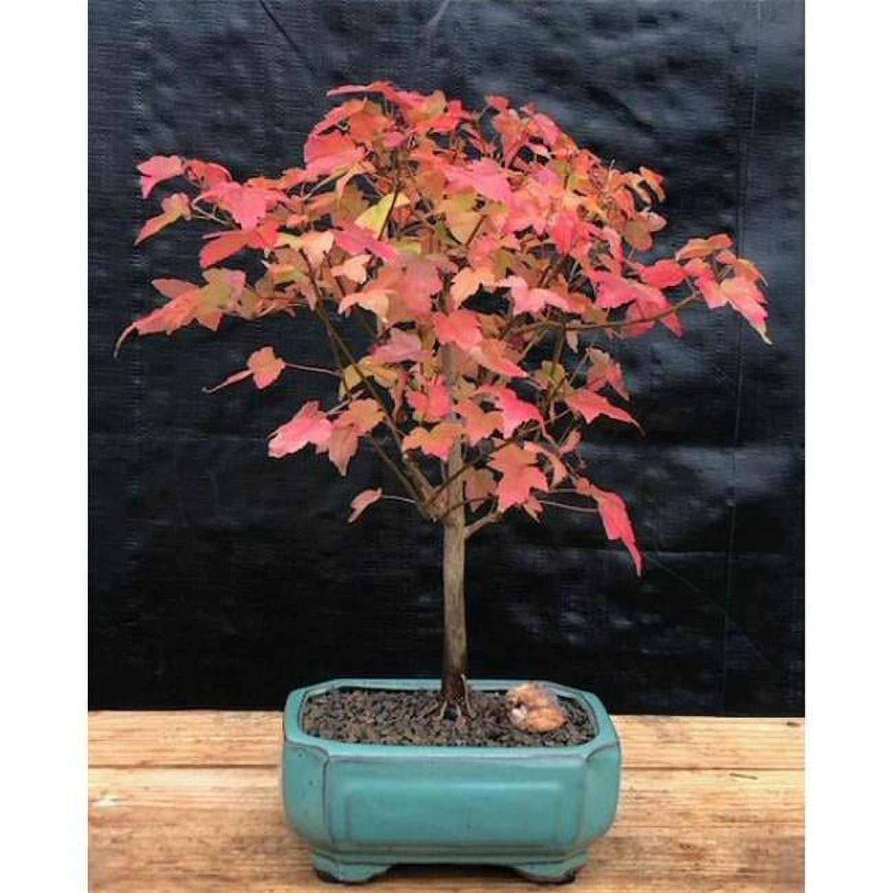 Trident Maple Tree - Acer Buergerianum - Walmart.com