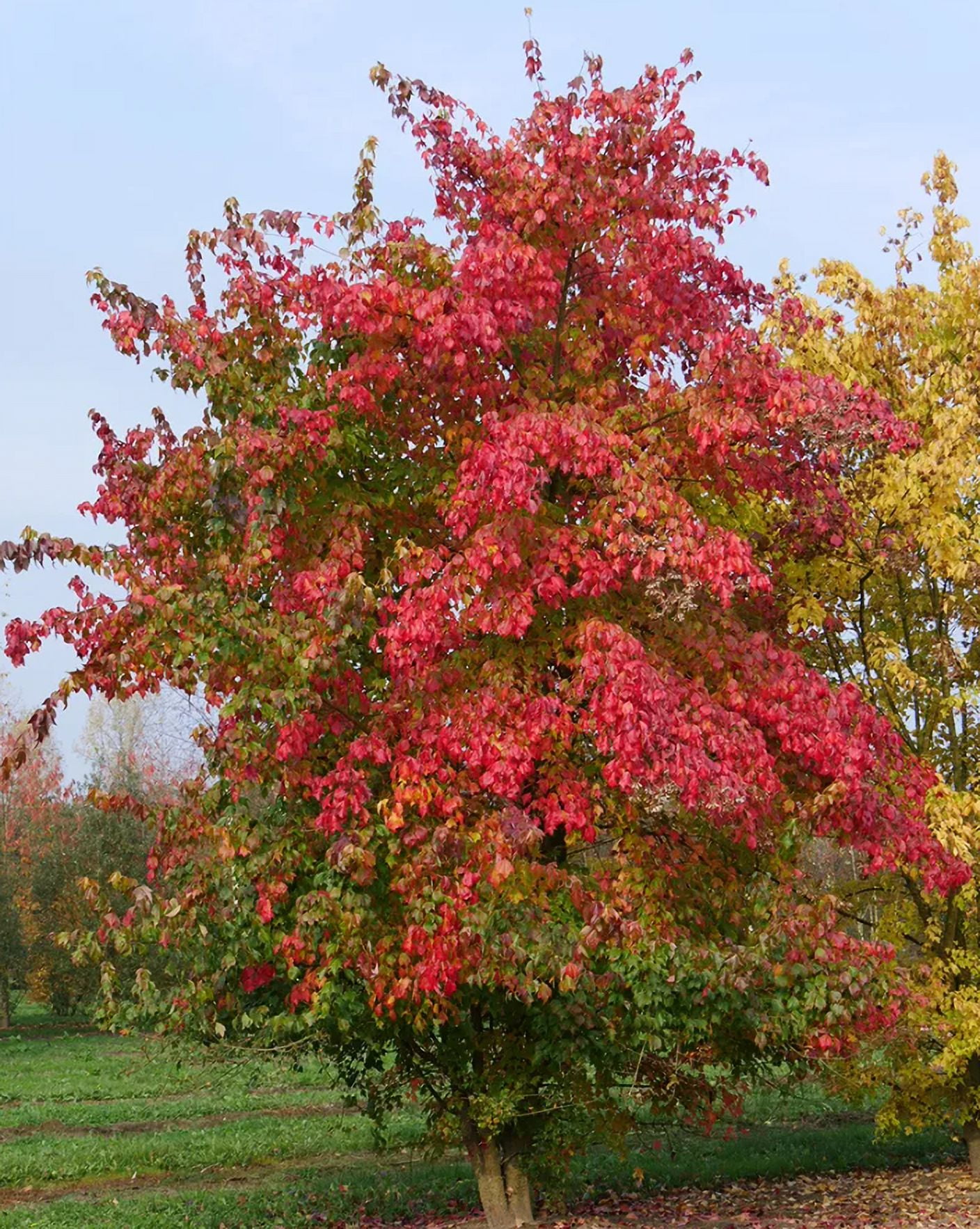 Trident Maple Tree Live for Planting, Acer Buergerianum Tree for Garden ...