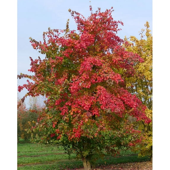 Trident Maple Tree Live for Planting, Acer Buergerianum Tree for Garden ...