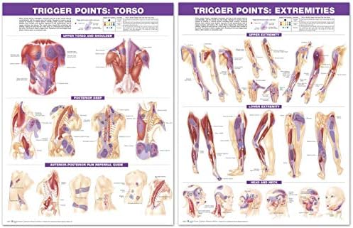Trigger Point Chart Set - Laminated Poster - 2 Charts - Torso ...