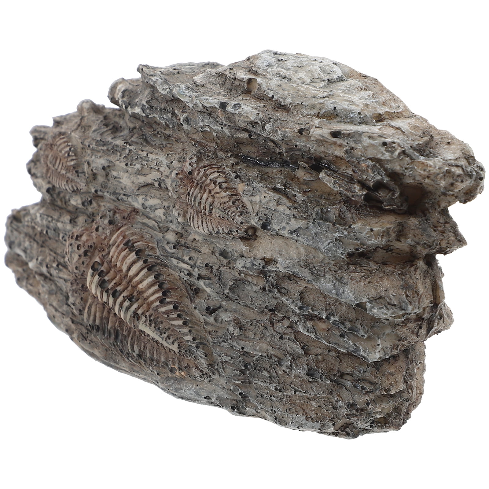 Trilobite Specimen Resin Trilobite Paleontological Decoration - Walmart.com