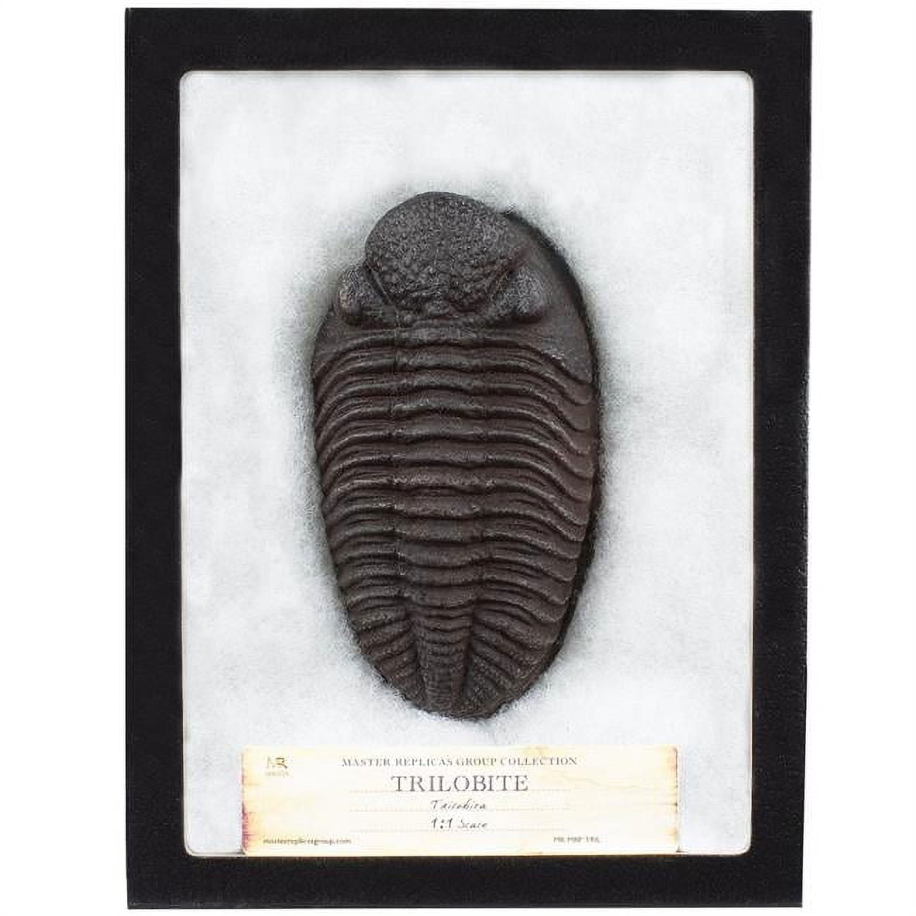Trilobite in Case Resin Fossil Replica - Walmart.com