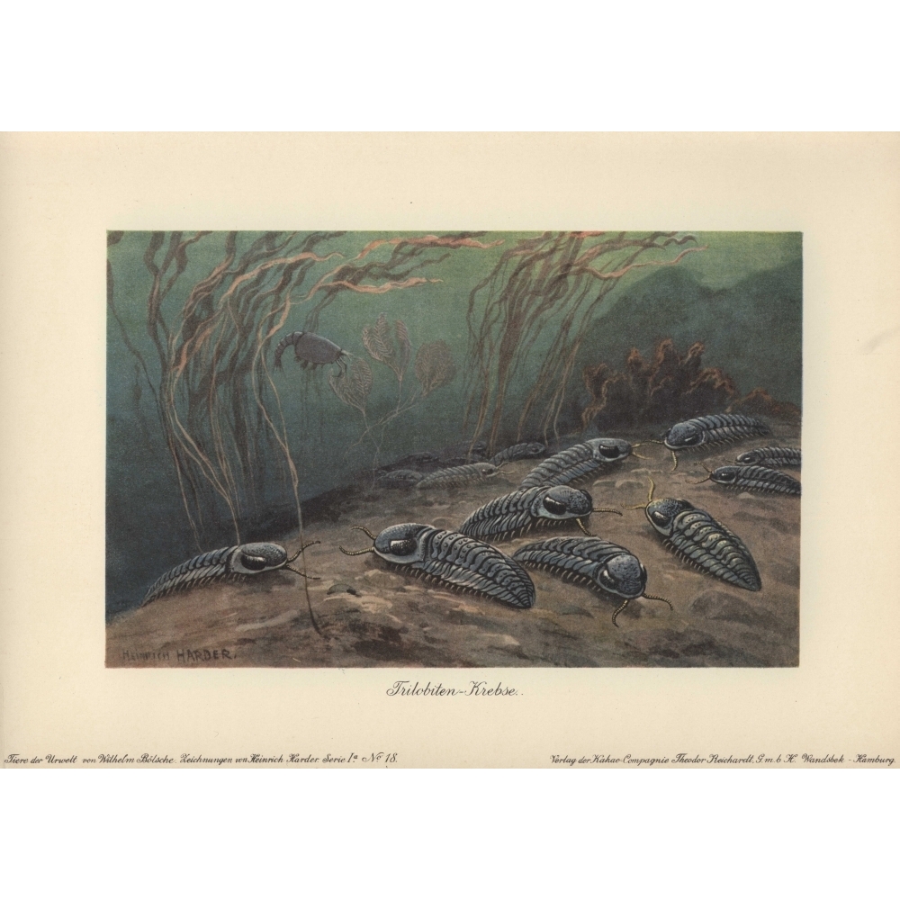 Trilobites Fossil Group Of Extinct Marinea Poster Print By ...