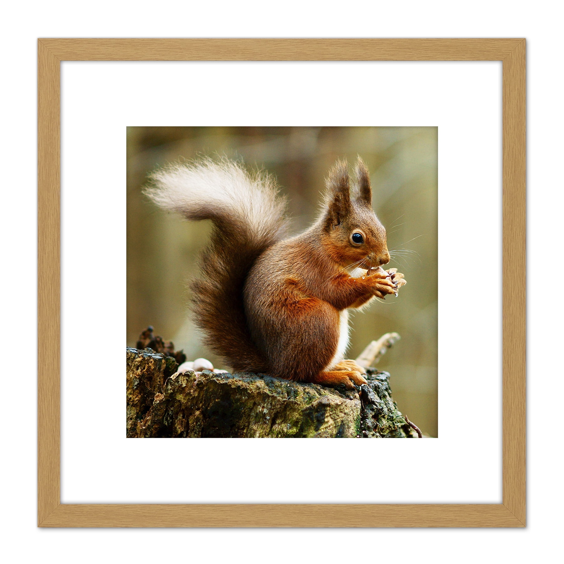 Trimming Red Squirrel Eating Forest Nature Photo 8X8 Inch Square Wooden Framed Wall Art Print ...