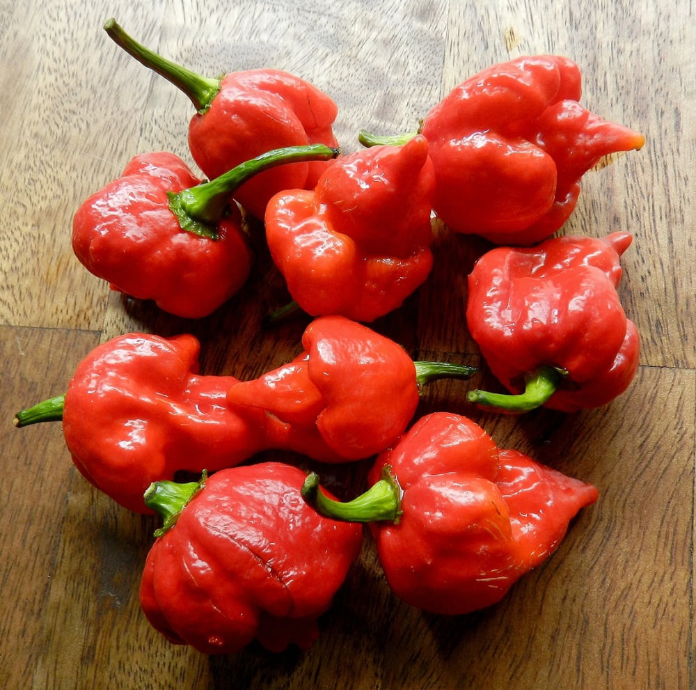 Live Potted Trinidad Scorpion Chili Garden Plant - Outrageously Hot, 2. ...