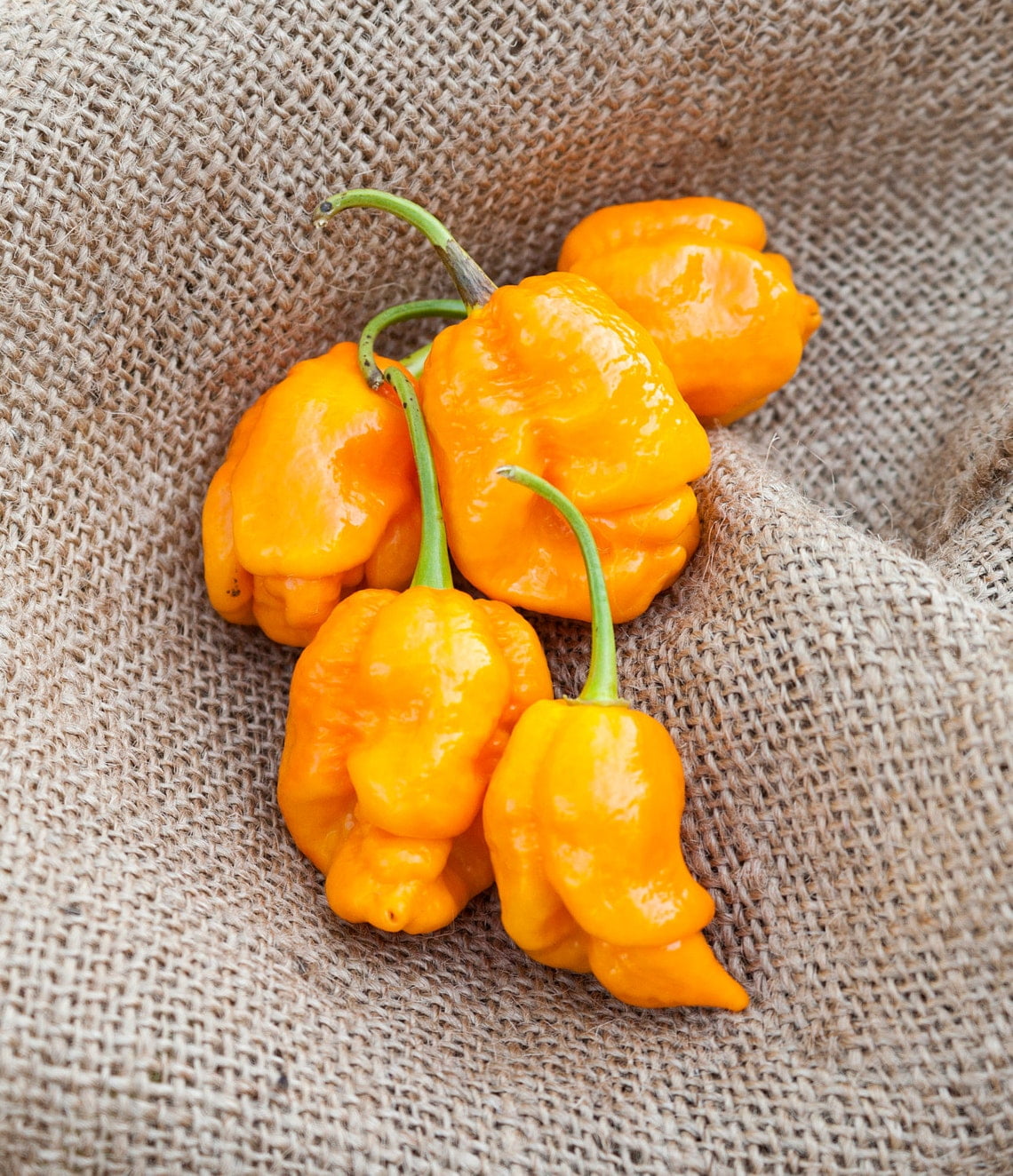 Trinidad Yellow 7 Pot Heirloom Pepper Premium Seeds Packet - Walmart.com