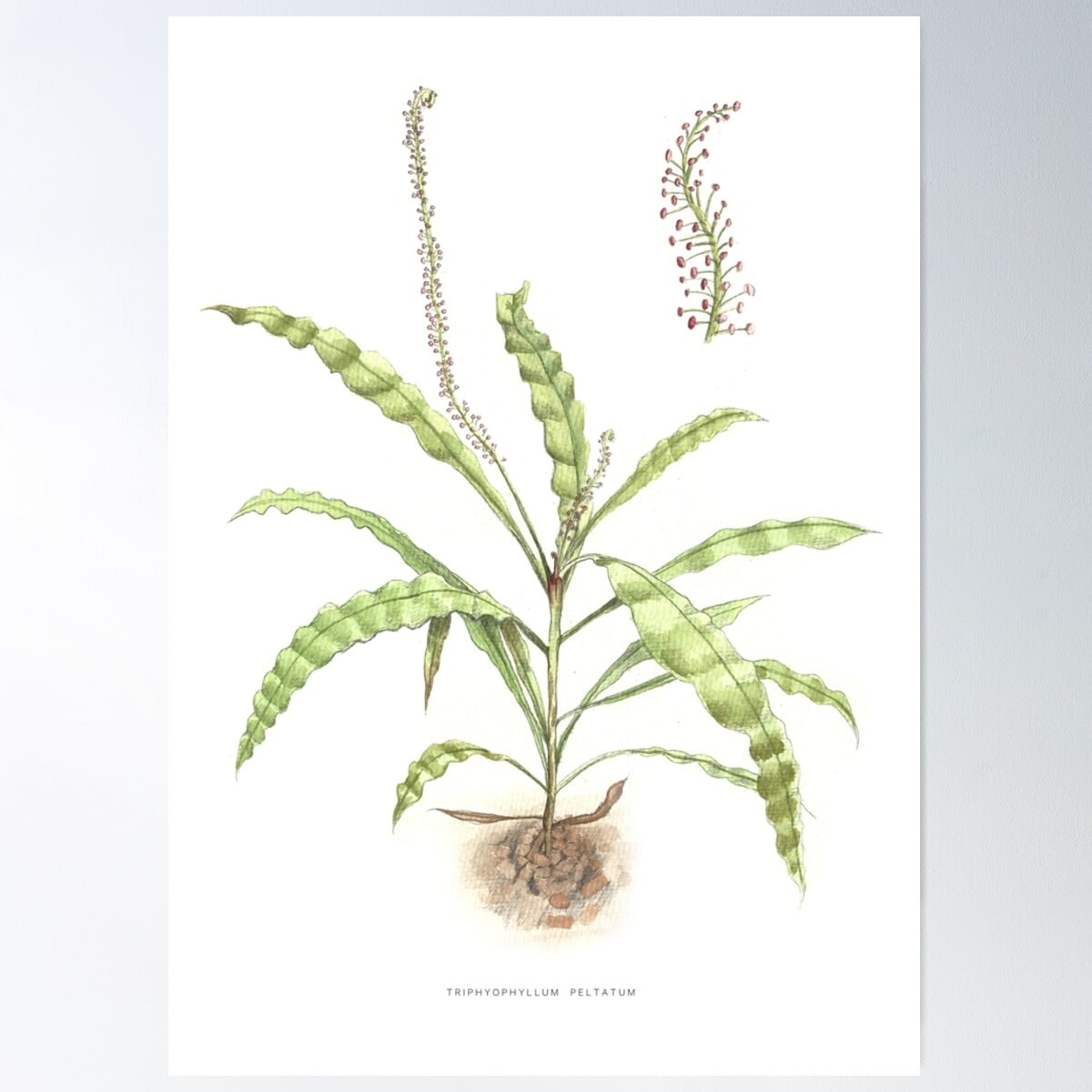 Triphyophyllum Peltatum Carnivorous Plant Scientific Illustration ...