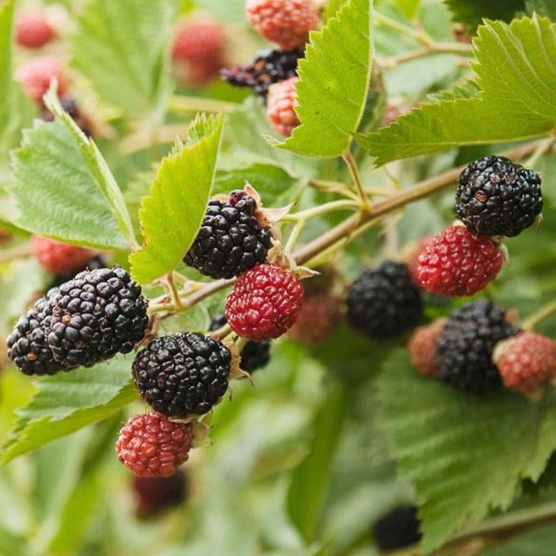 Triple Crown BlackBerry Root - Ready to Plant - Grow Your own Berries ...