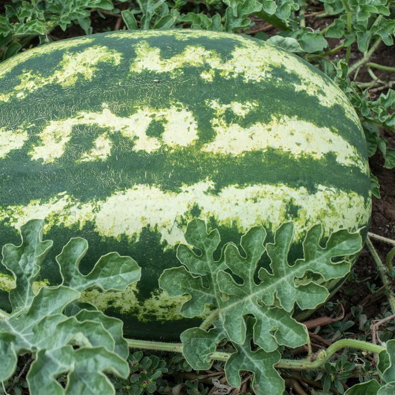 Triple Elite F1 Hybrid Watermelon ~100 Seeds , 80 Days, 18–22 lb Fruits ...