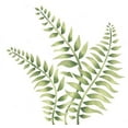 Triple Fern Wall Stencil 2402 by Designer Stencils - Walmart.com