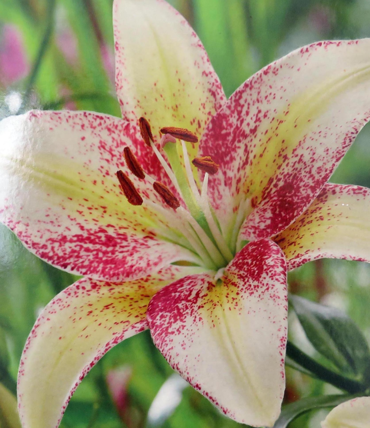 Tripple Dance Lily - 3 Bulbs - White with Pink and hint of Green centre ...
