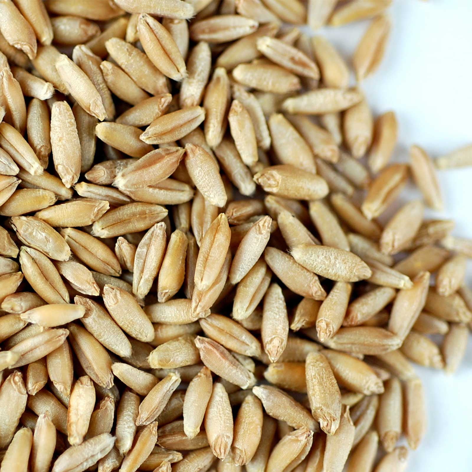Mountain Valley Seed Company Triticale Grain Plant Seeds, Non-GMO ...